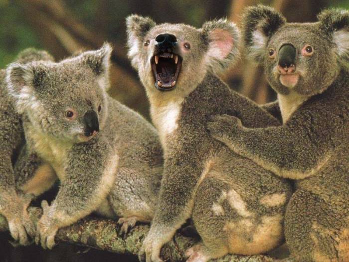 Killer Koalas